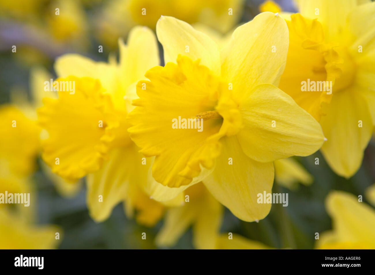 Daffodils in bloom Stock Photo - Alamy
