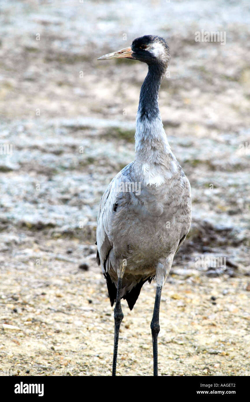 Common European Crane (Grus grus). Gallocanta, Spain Stock Photo - Alamy