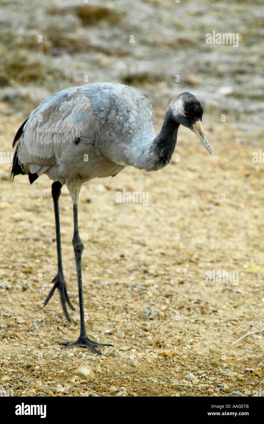 Common European Crane (Grus grus). Gallocanta, Spain Stock Photo - Alamy