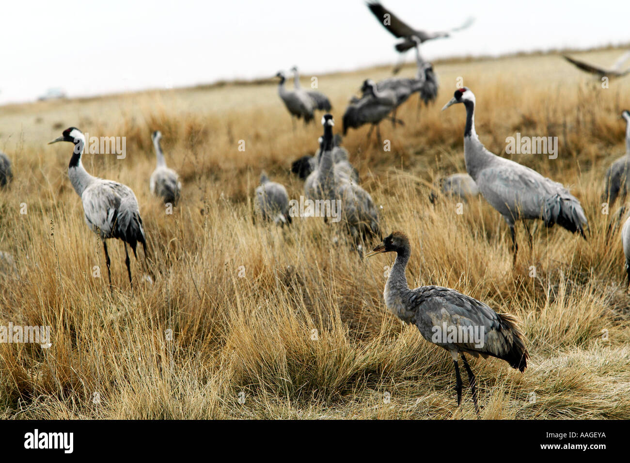 Common European Crane (Grus grus). Gallocanta, Spain Stock Photo - Alamy