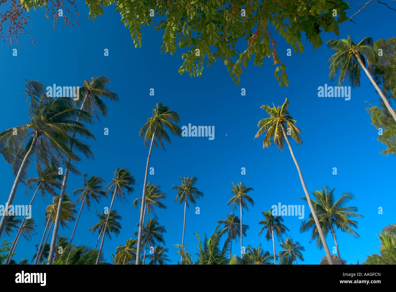 Tropical Palm Trees Hat Rai Leh East Railay Andaman Sea Krabi Thailand ...