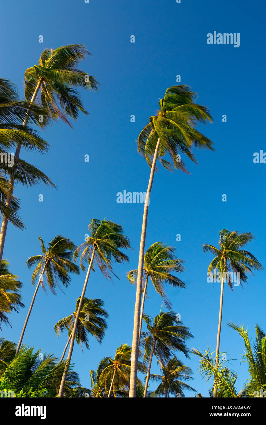 Tropical Palm Trees Hat Rai Leh East Railay Andaman Sea Krabi Thailand ...