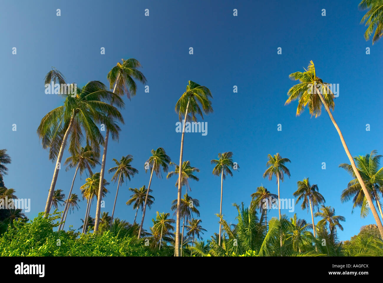 Tropical Palm Trees Hat Rai Leh East Railay Andaman Sea Krabi Thailand ...