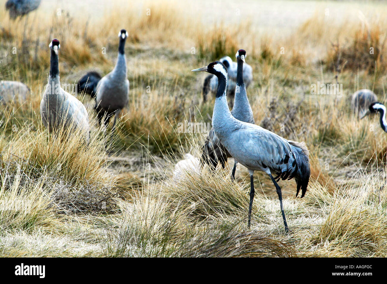 Common European Crane (Grus grus). Gallocanta, Spain Stock Photo - Alamy