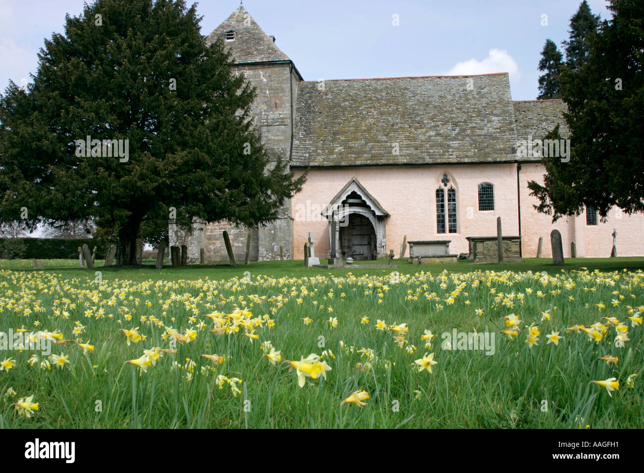 Wild Daffodils at Kempley Church Gloucestershire Stock Photo - Alamy