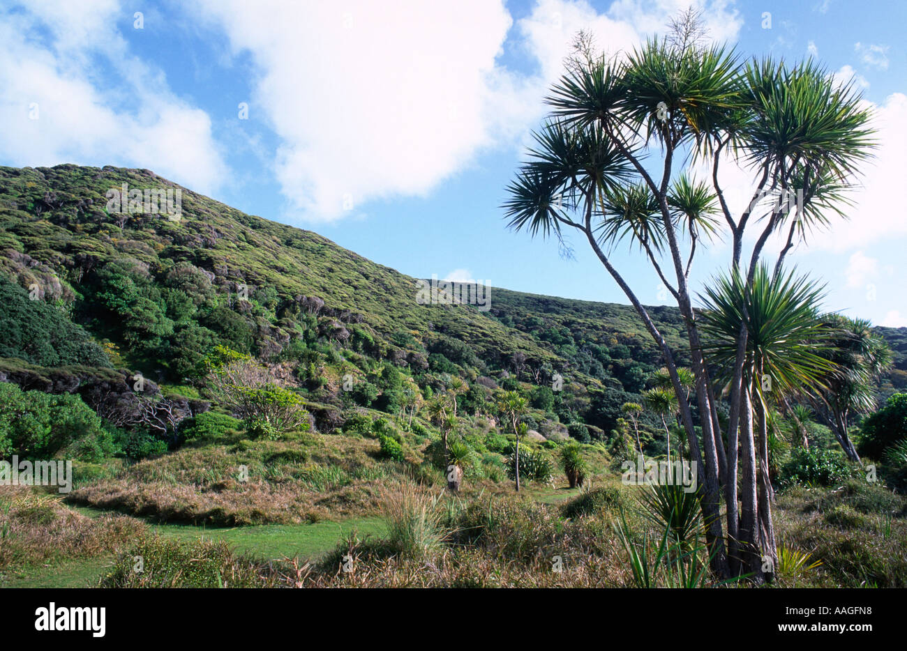 Cabbage Tree Karekare North Island New Zealand Stock Photo - Alamy