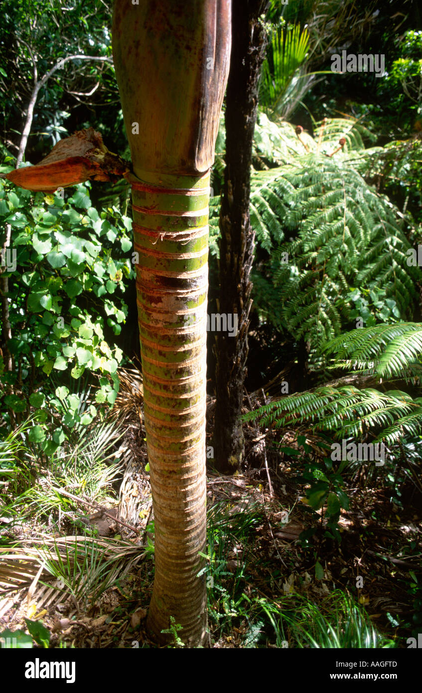 Nikau Palm Trunk Karekare North Island New Zealand Stock Photo - Alamy