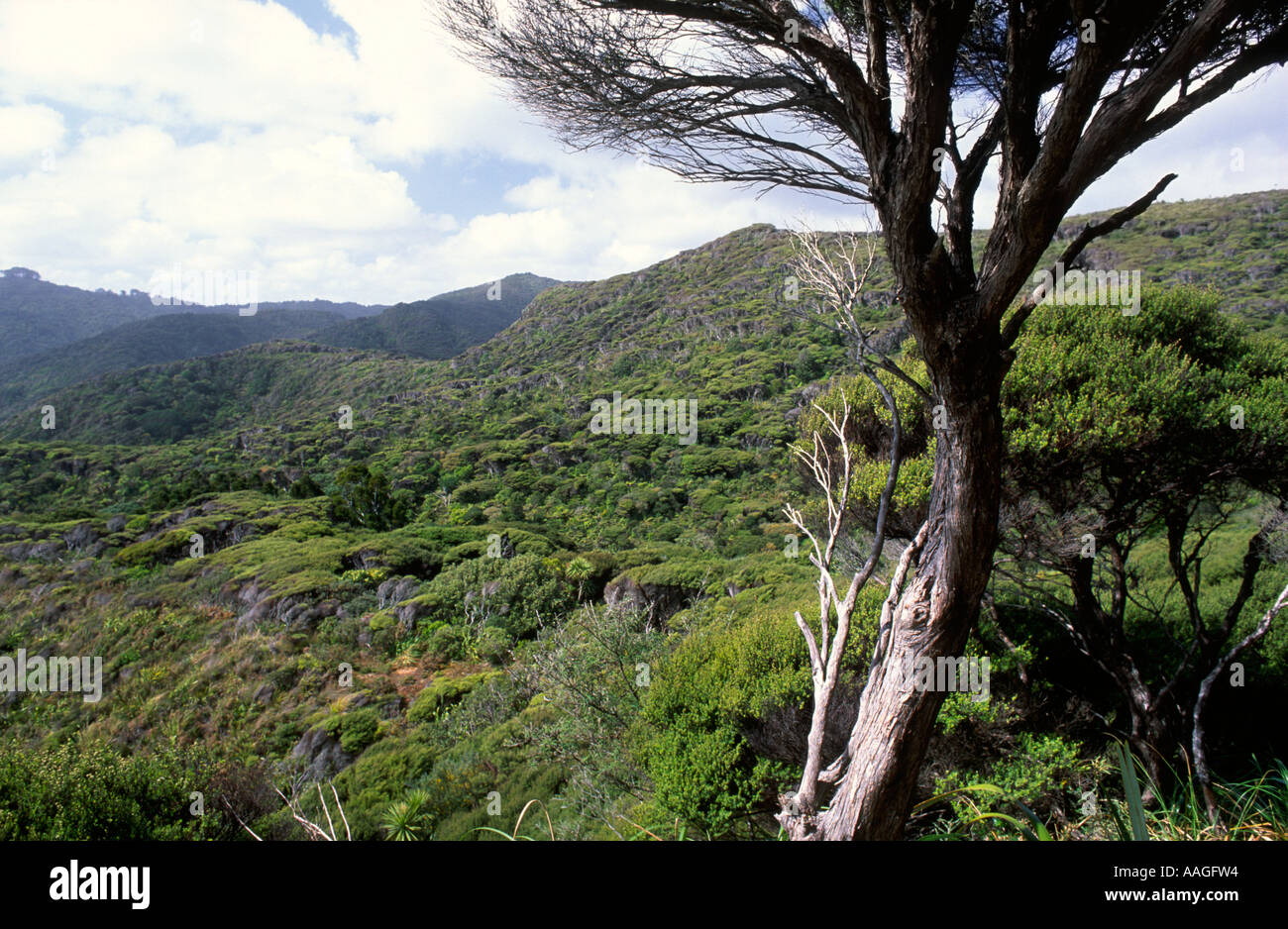 Native Bush Karekare North Island New Zealand Stock Photo - Alamy