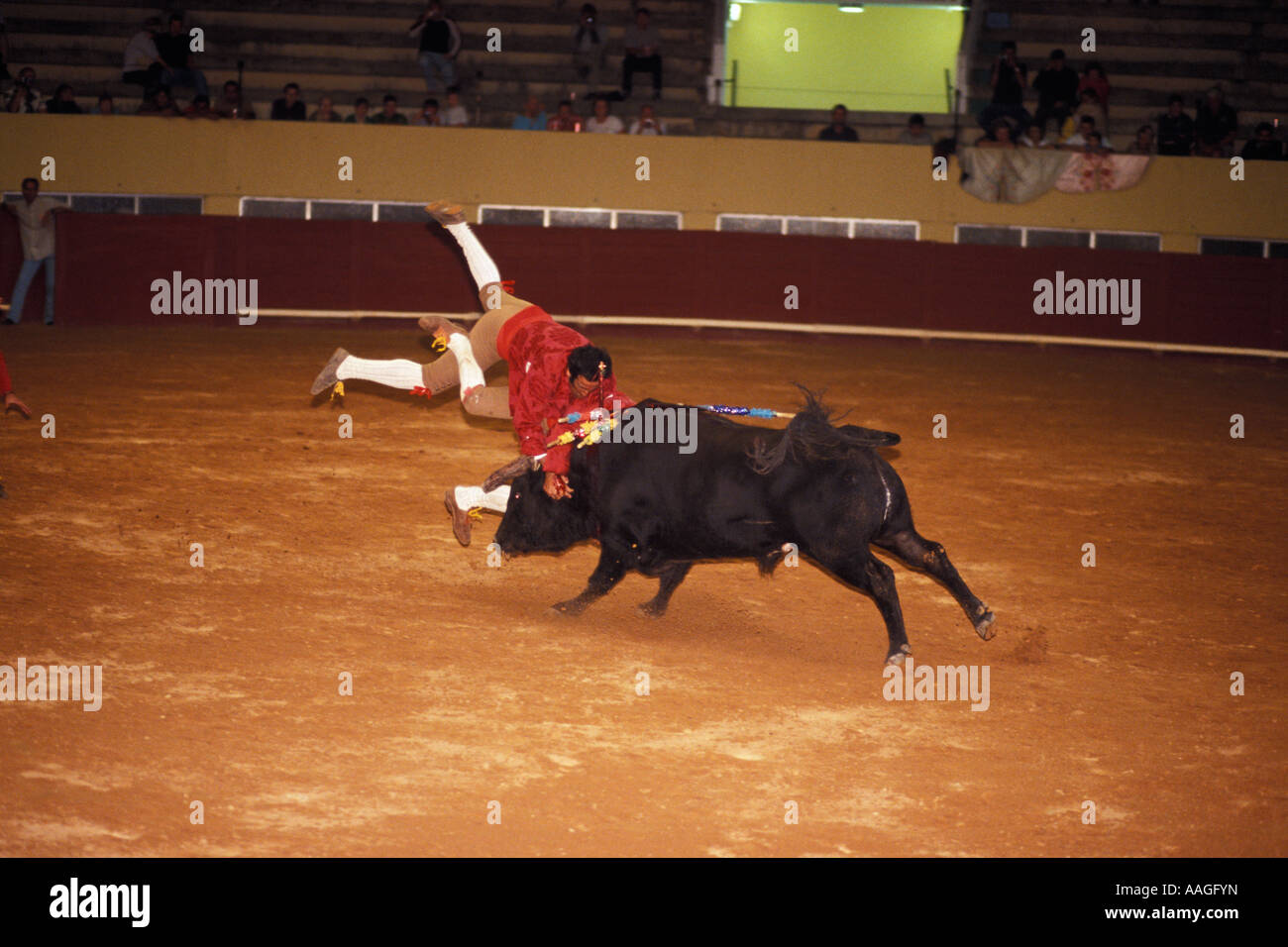 Portugese bull hi-res stock photography and images - Alamy