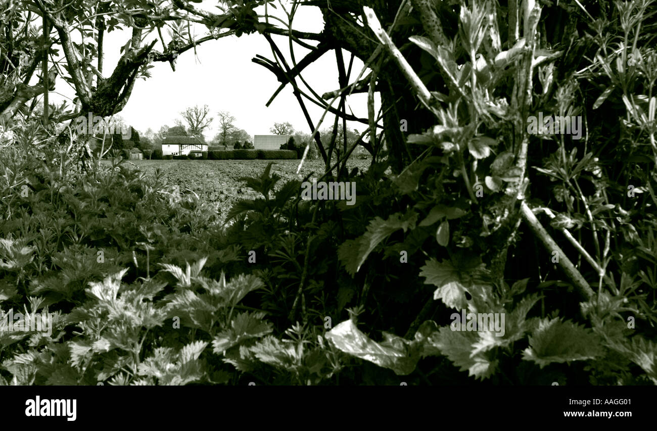 farmhouse through hedge Stock Photo - Alamy