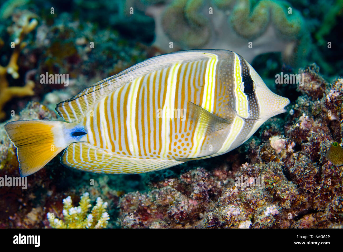 Sailfin Surgeonfish or Sailfin Tang, Zebrasoma veliferum Stock Photo ...