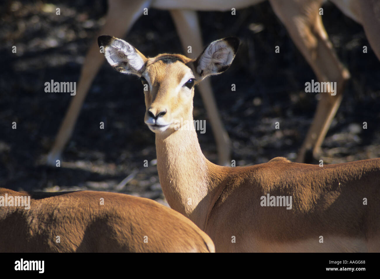 Impala head shot hi-res stock photography and images - Alamy