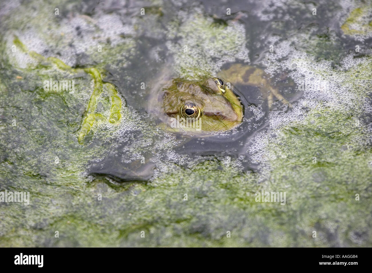 Marsh Frog The Wetlands Centre Barnes London England UK Stock Photo - Alamy