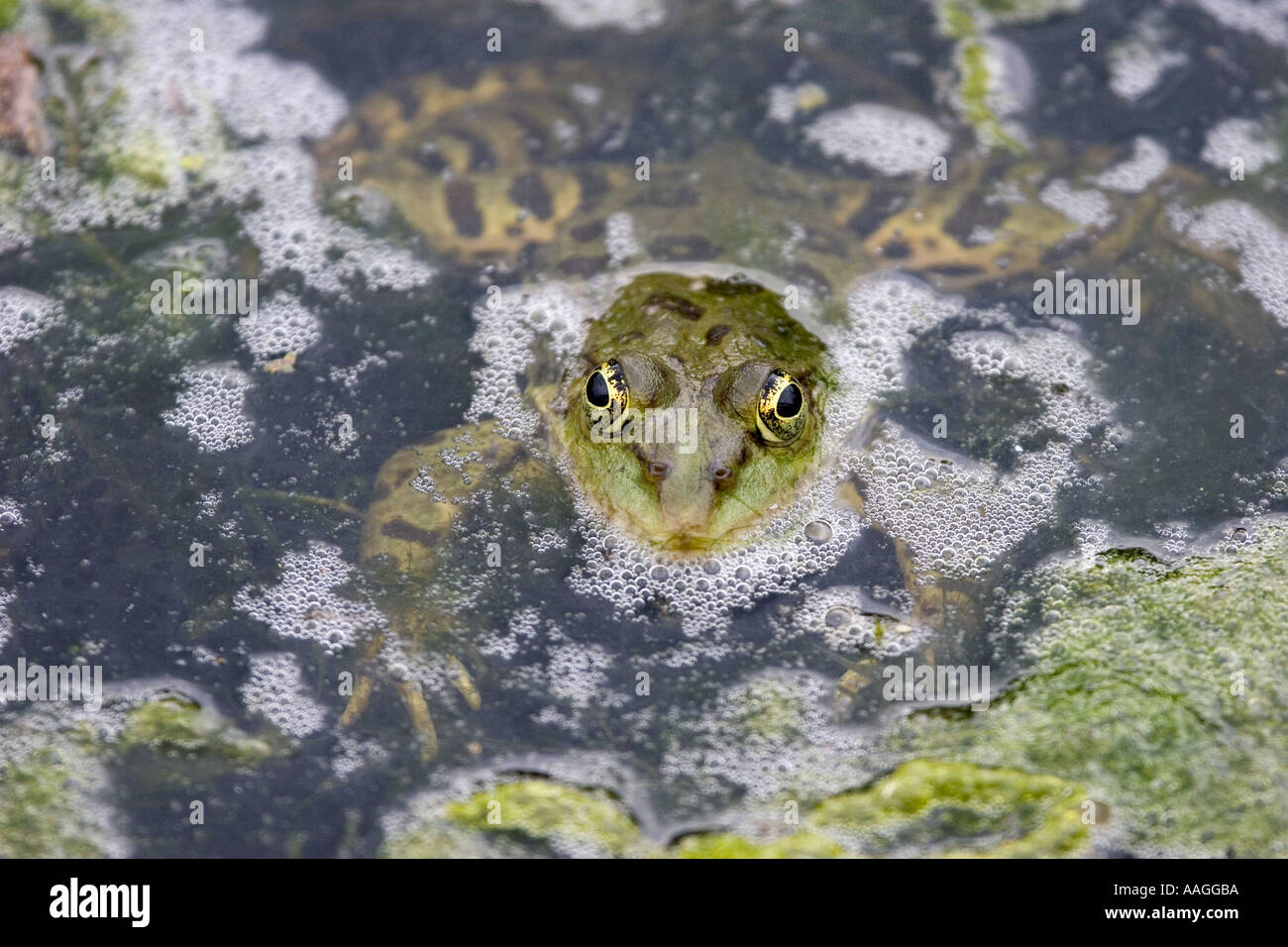 Marsh Frog The Wetlands Centre Barnes London England UK Stock Photo - Alamy