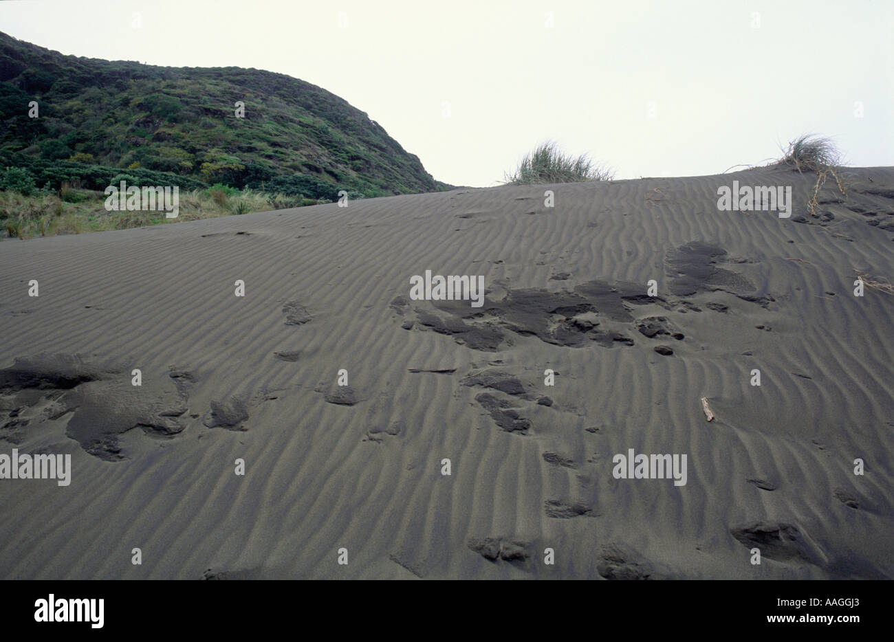 Sand Dune Karekare Beach Auckland North Island New Zealand Stock Photo ...