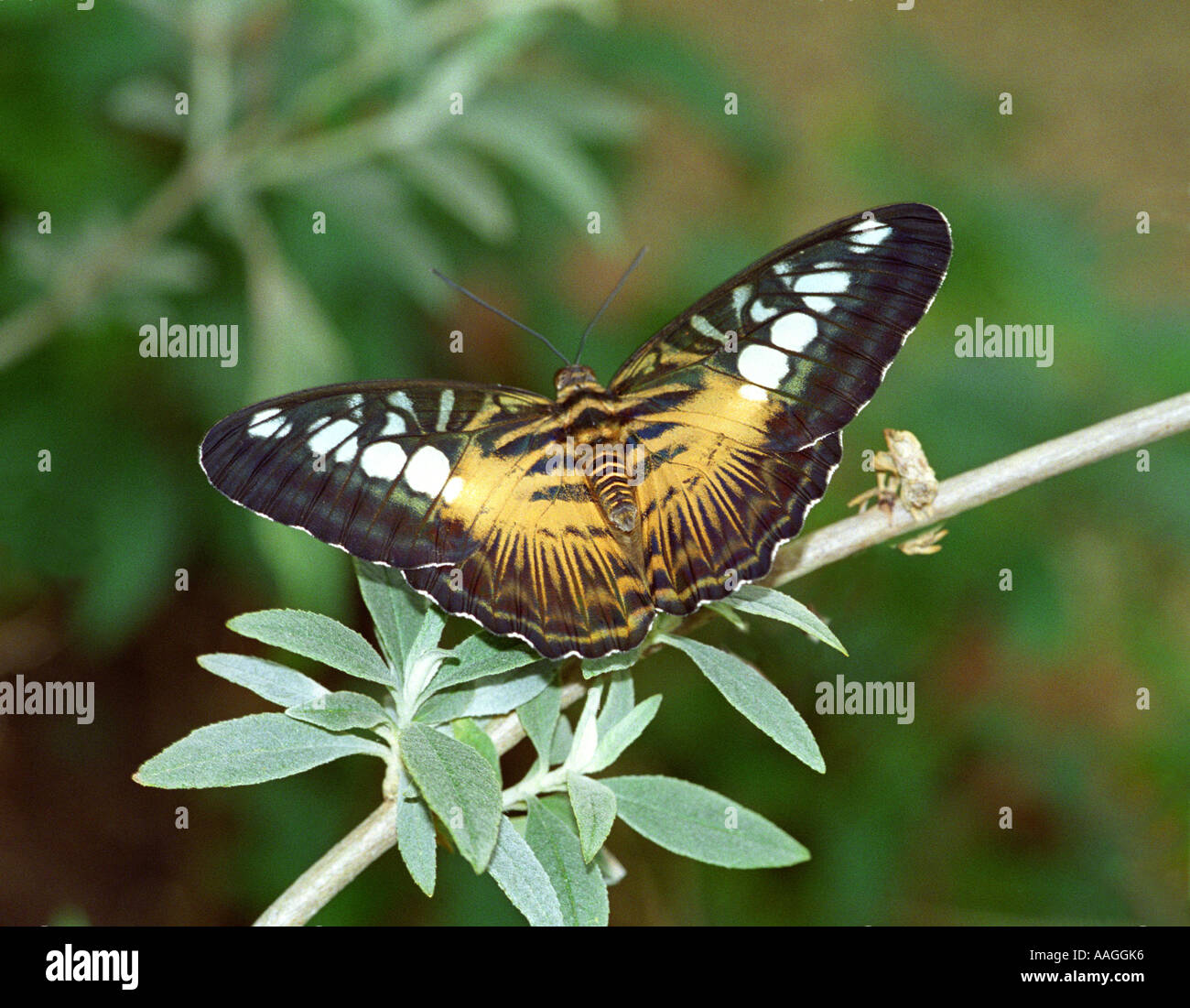 Brown Clipper butterfly - Parthenos Sylvia Stock Photo - Alamy