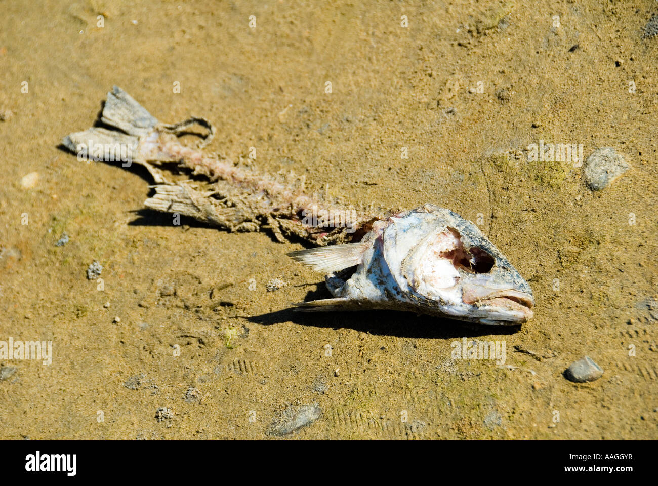 Skeleton of a dead fish on the beach hi-res stock photography and ...