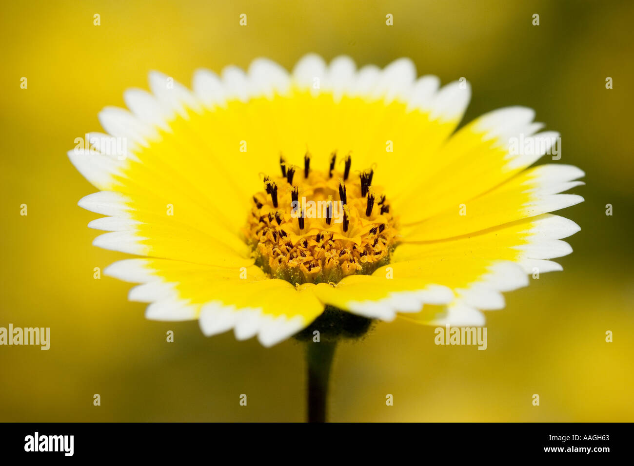 Layia Platyglossa Flower Chelsea Physic Garden London England UK Stock ...