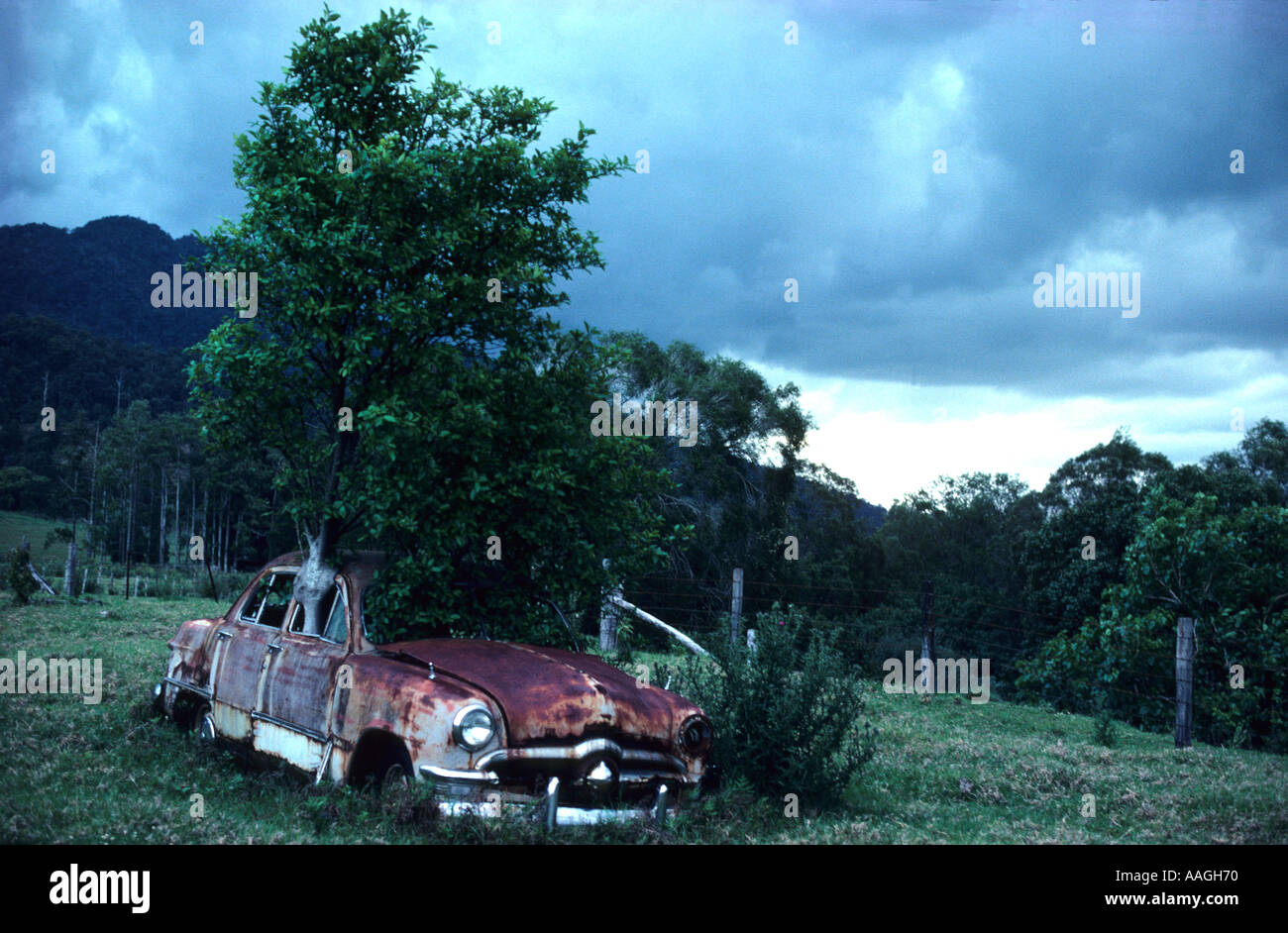 Tree growing through car Queensland Australia Stock Photo - Alamy