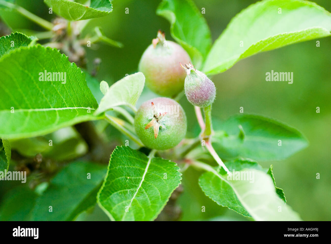 Apples Beginning to grow on an Apple Tree Stock Photo - Alamy