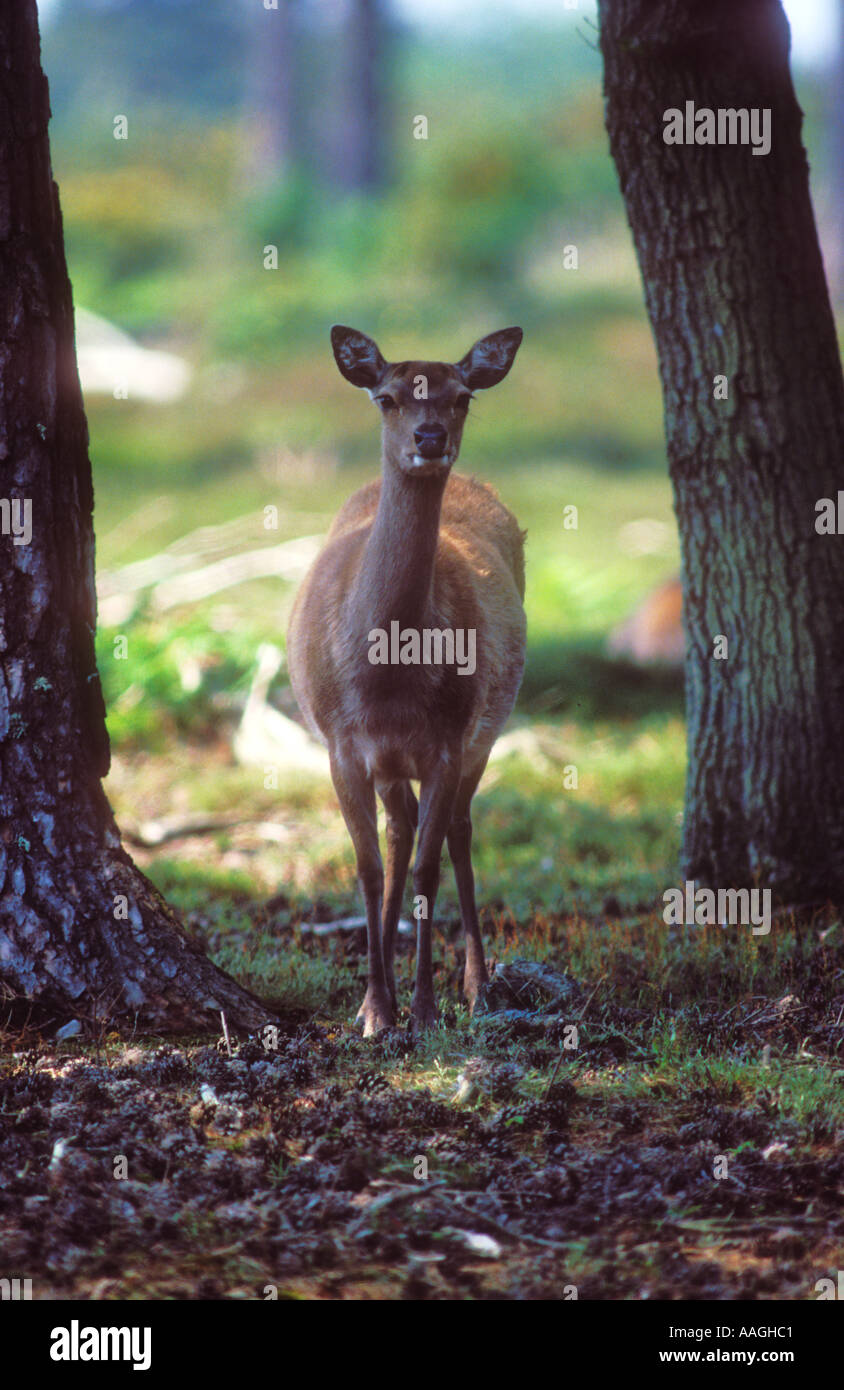 Female Sika Deer between trees Stock Photo - Alamy