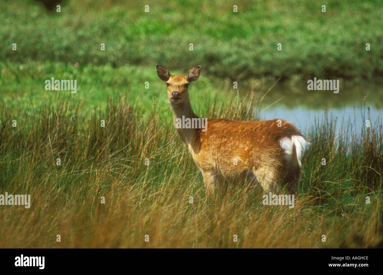 Pregnant doe hi-res stock photography and images - Alamy