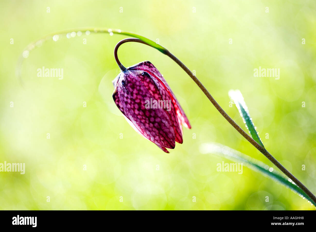 Purple fritillary hi-res stock photography and images - Alamy