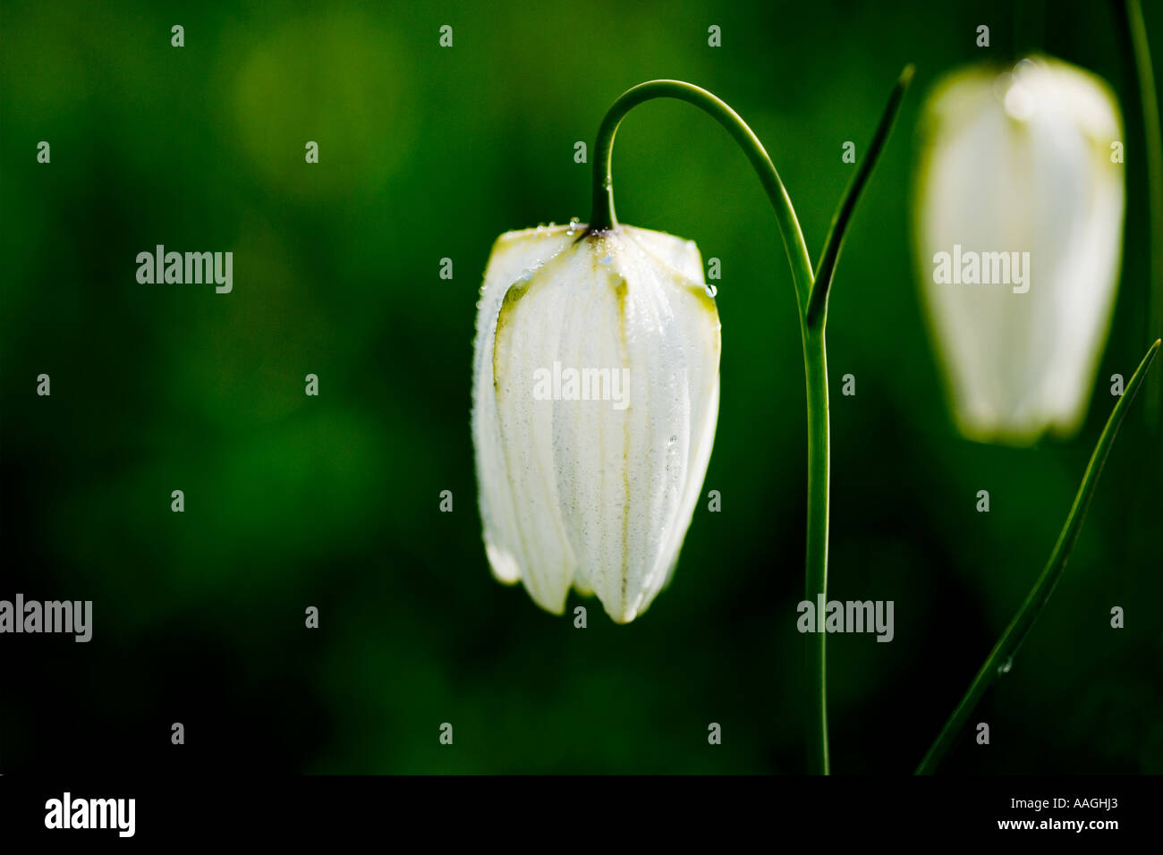 Two species of snakes together hi-res stock photography and images - Alamy