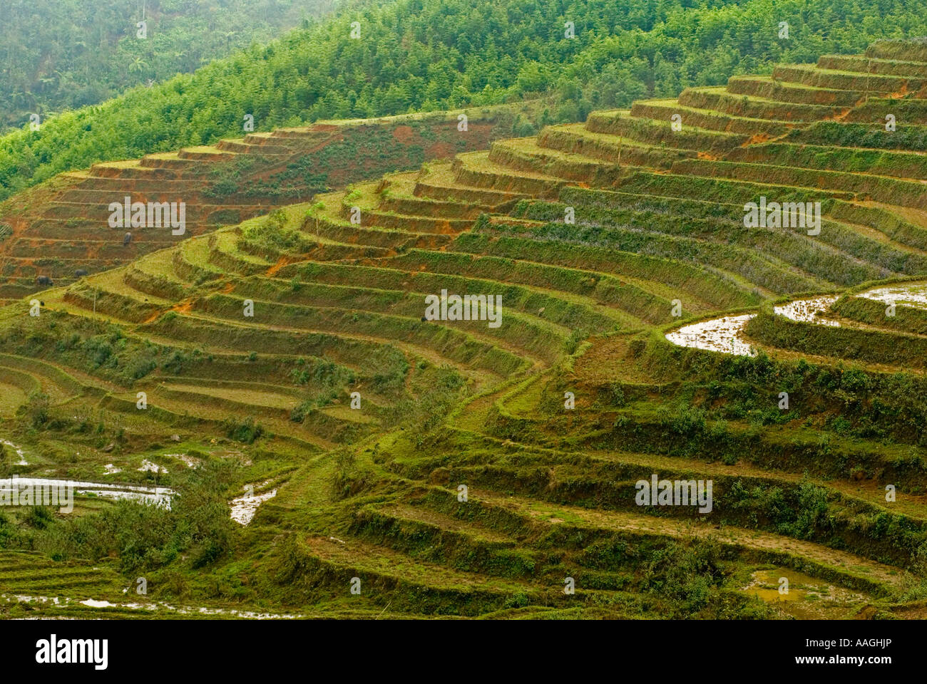 Terraced Rice Paddies near Sapa North West Vietnam South East Asia ...
