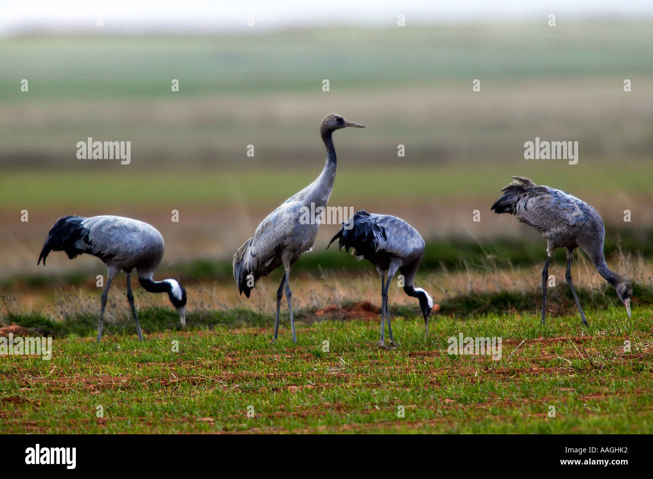 Common European Crane (Grus grus). Gallocanta, Spain Stock Photo - Alamy