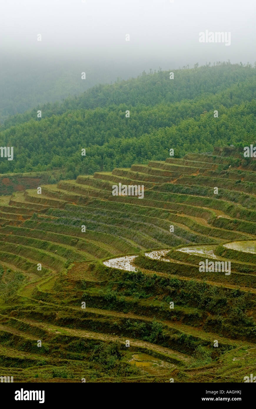 Terraced Rice Paddies near Sapa North West Vietnam South East Asia ...