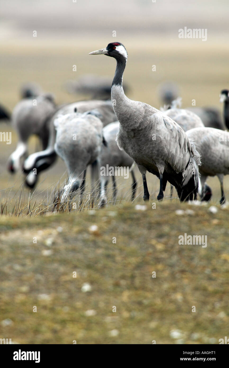 Common European Crane (Grus grus). Gallocanta, Spain Stock Photo - Alamy
