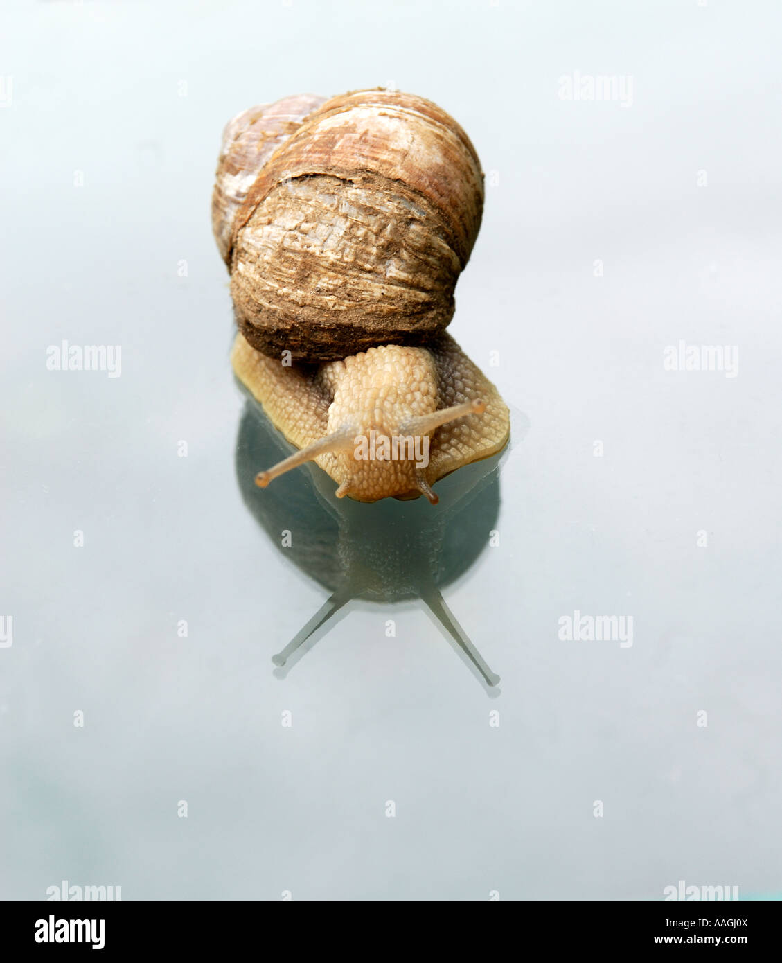 Helix aspersa Snail Europe garden Stock Photo - Alamy