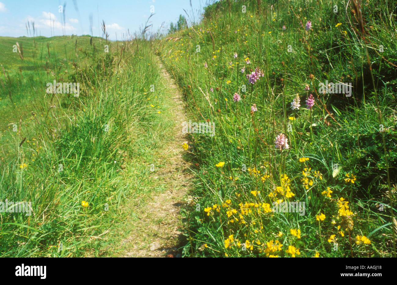 Hod Hill the Iron Age ramparts that are now chalk downland Stock Photo ...