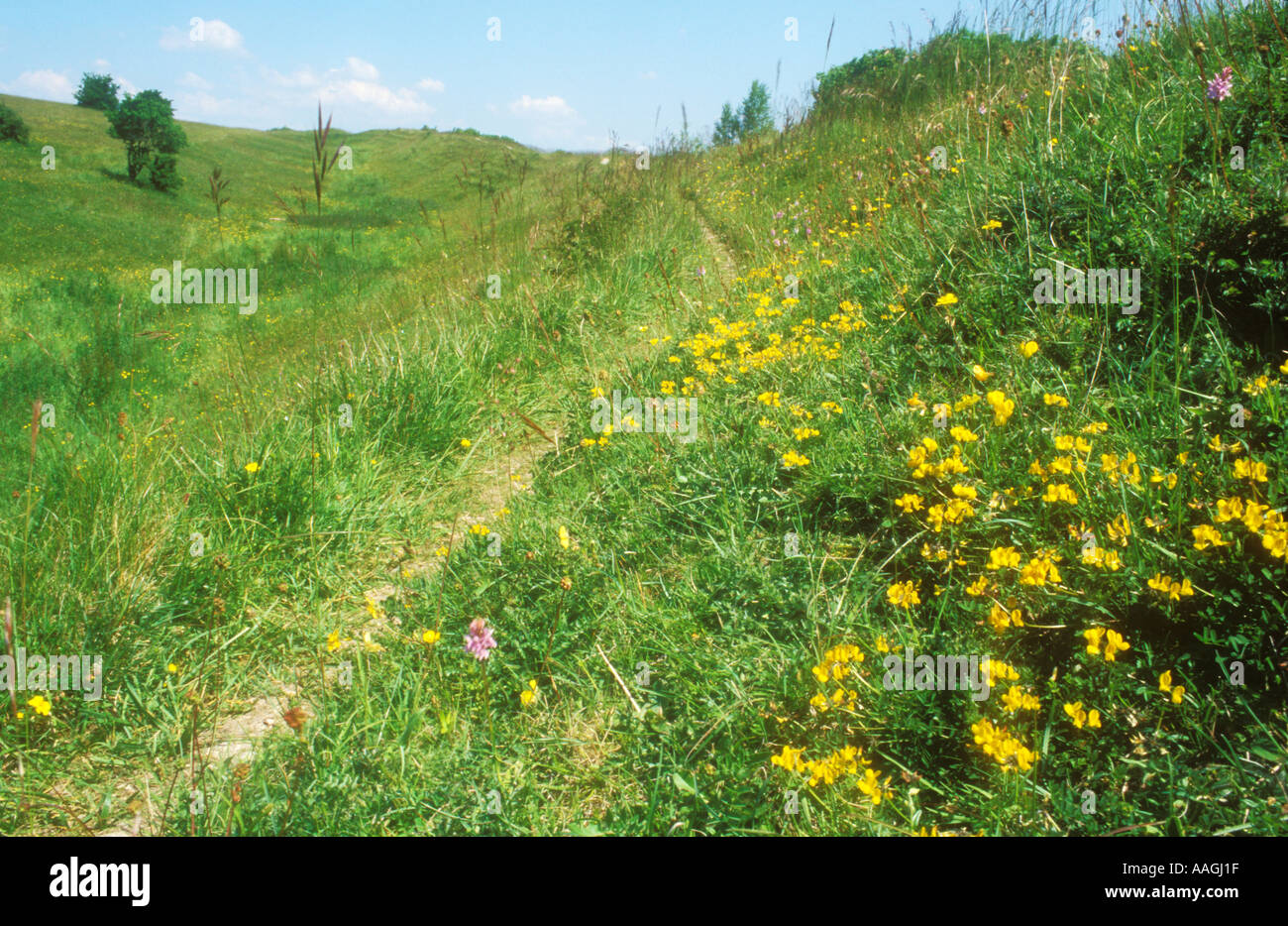 Hod Hill the Iron Age ramparts that are now chalk downland Stock Photo ...