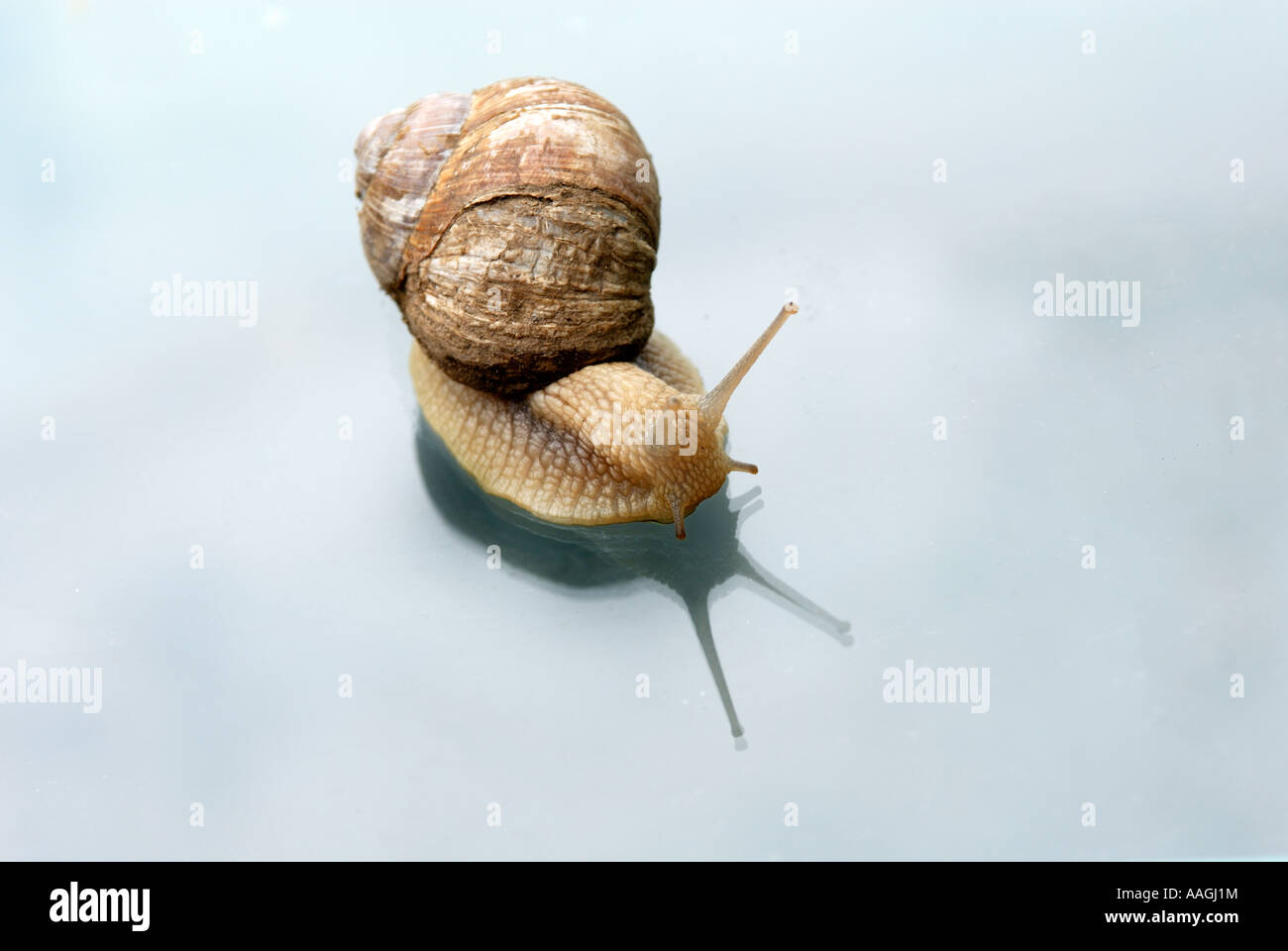 Helix aspersa Snail Europe garden close up mirror Stock Photo - Alamy