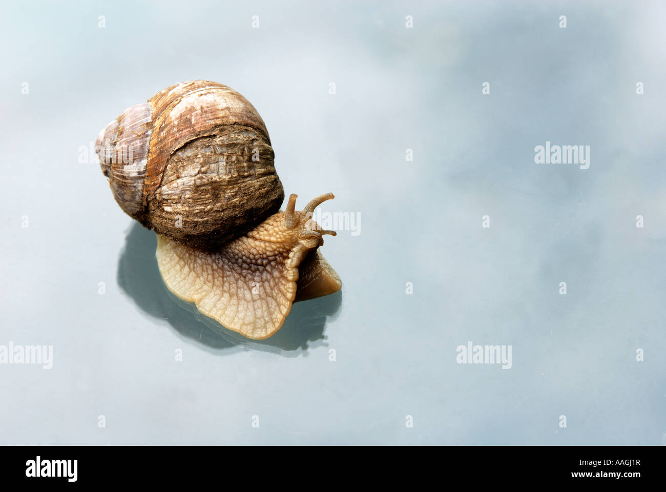 Helix aspersa Snail Europe garden Stock Photo - Alamy