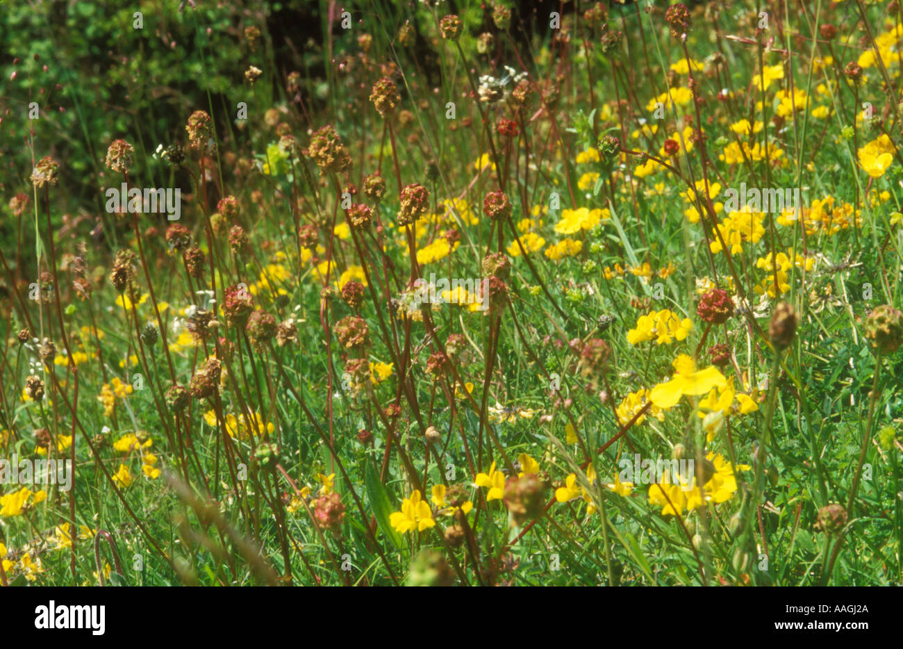 Mixed vegetation of chalk downland Stock Photo - Alamy