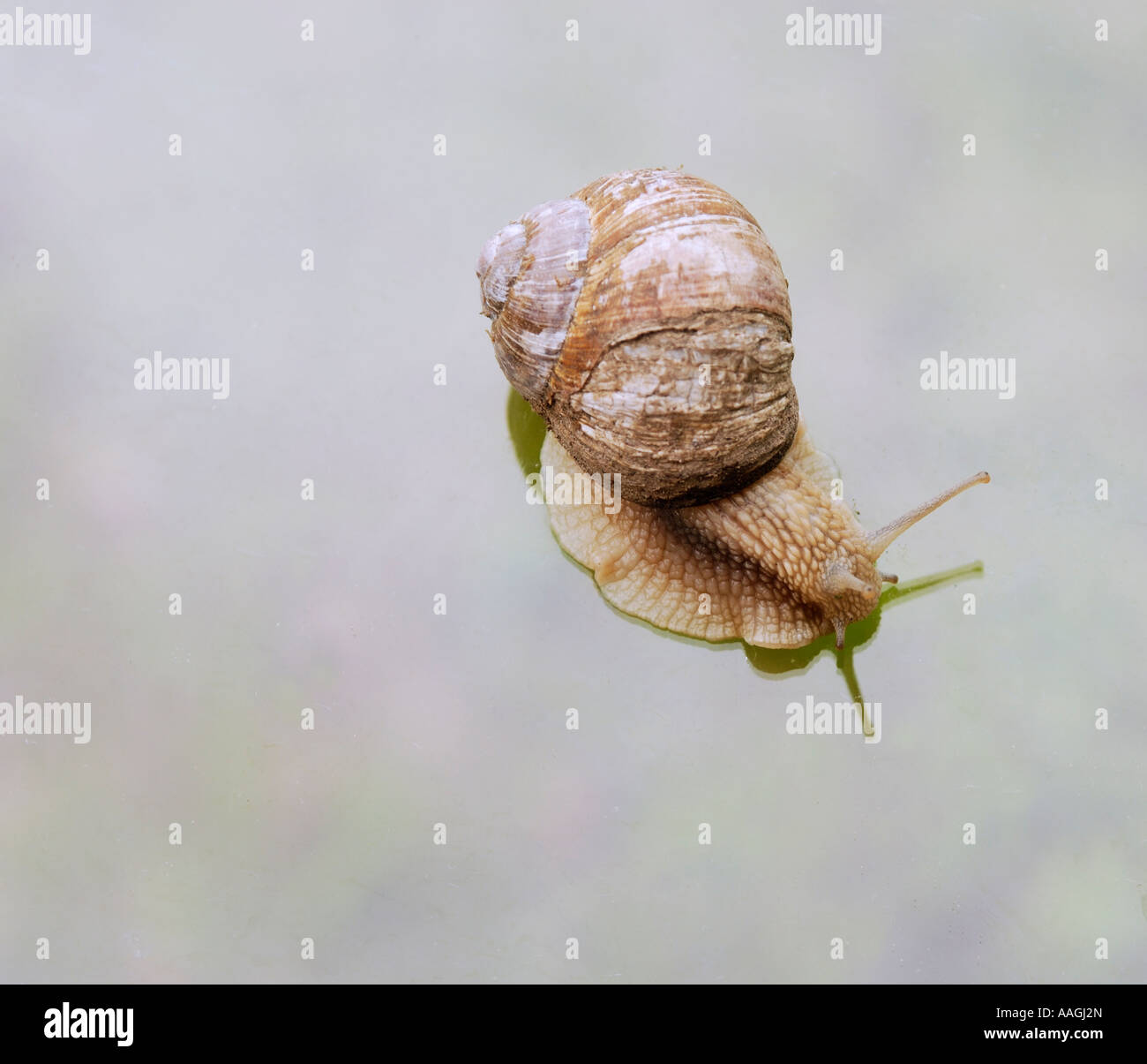Helix aspersa Snail Europe garden Stock Photo - Alamy