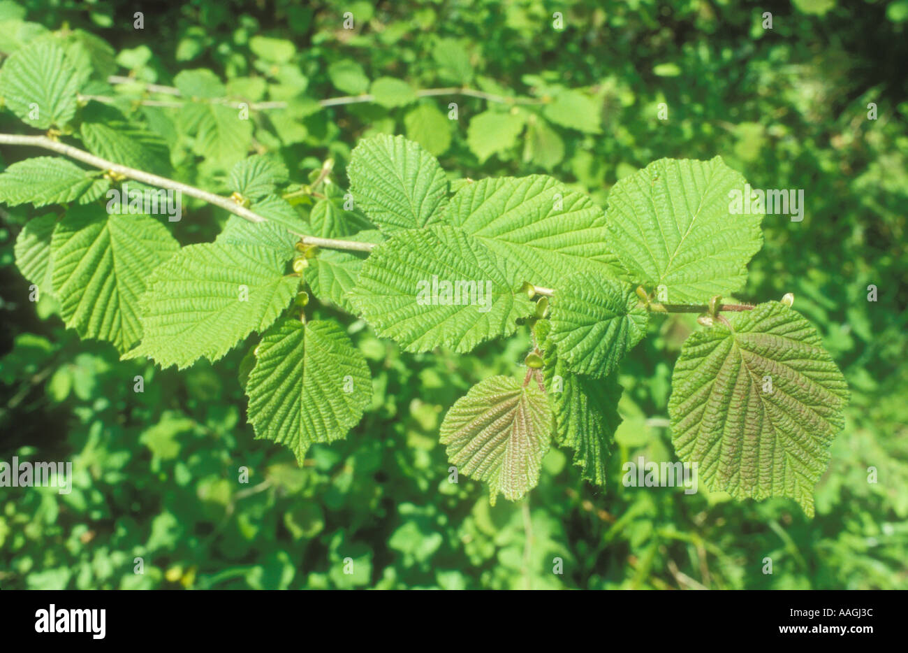 Fresh leaves on a Hazel bush Stock Photo - Alamy