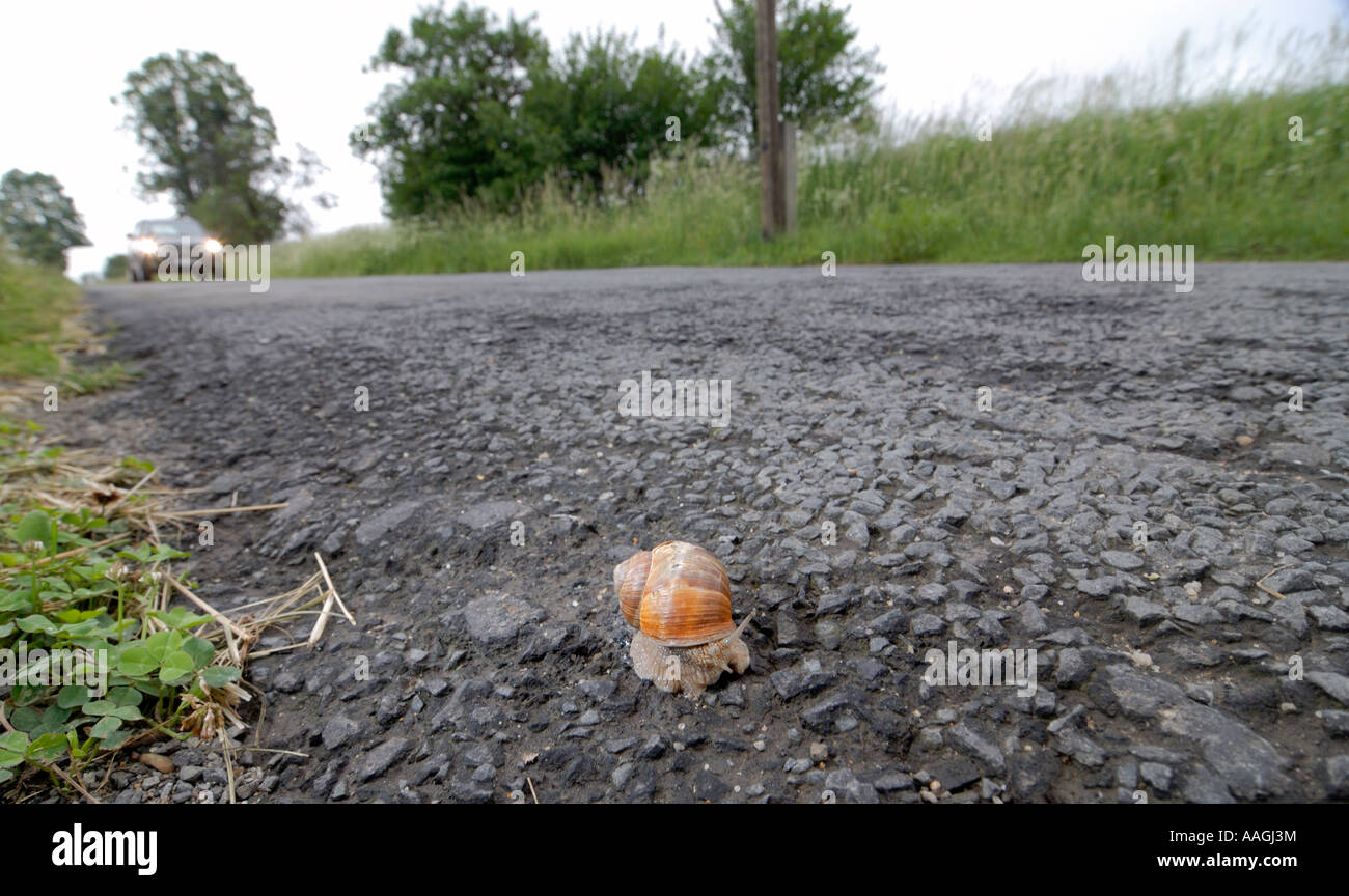 Danger on the road Helix aspersa Europe and car Stock Photo - Alamy