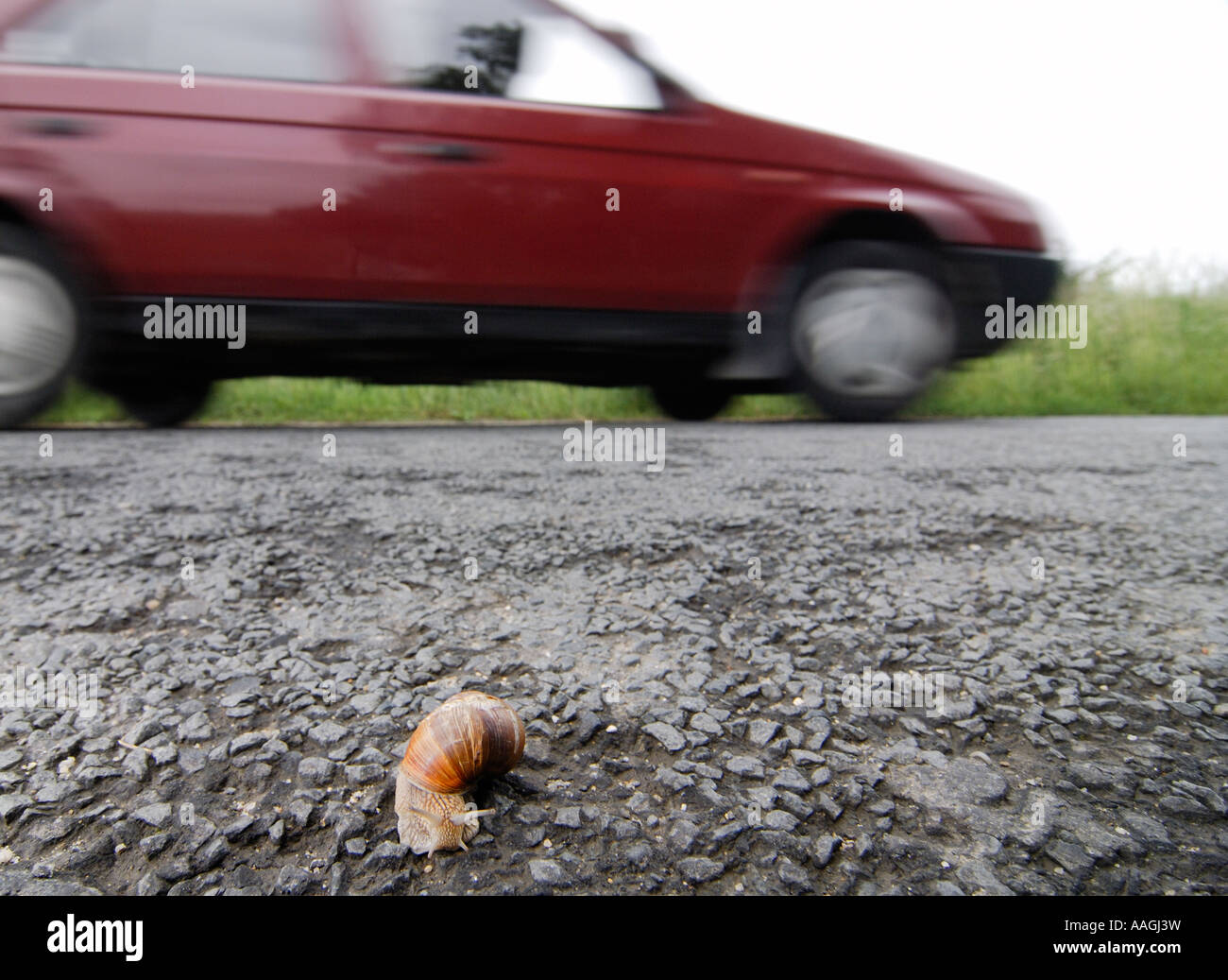 Danger on the road Helix aspersa Europe and car Stock Photo - Alamy