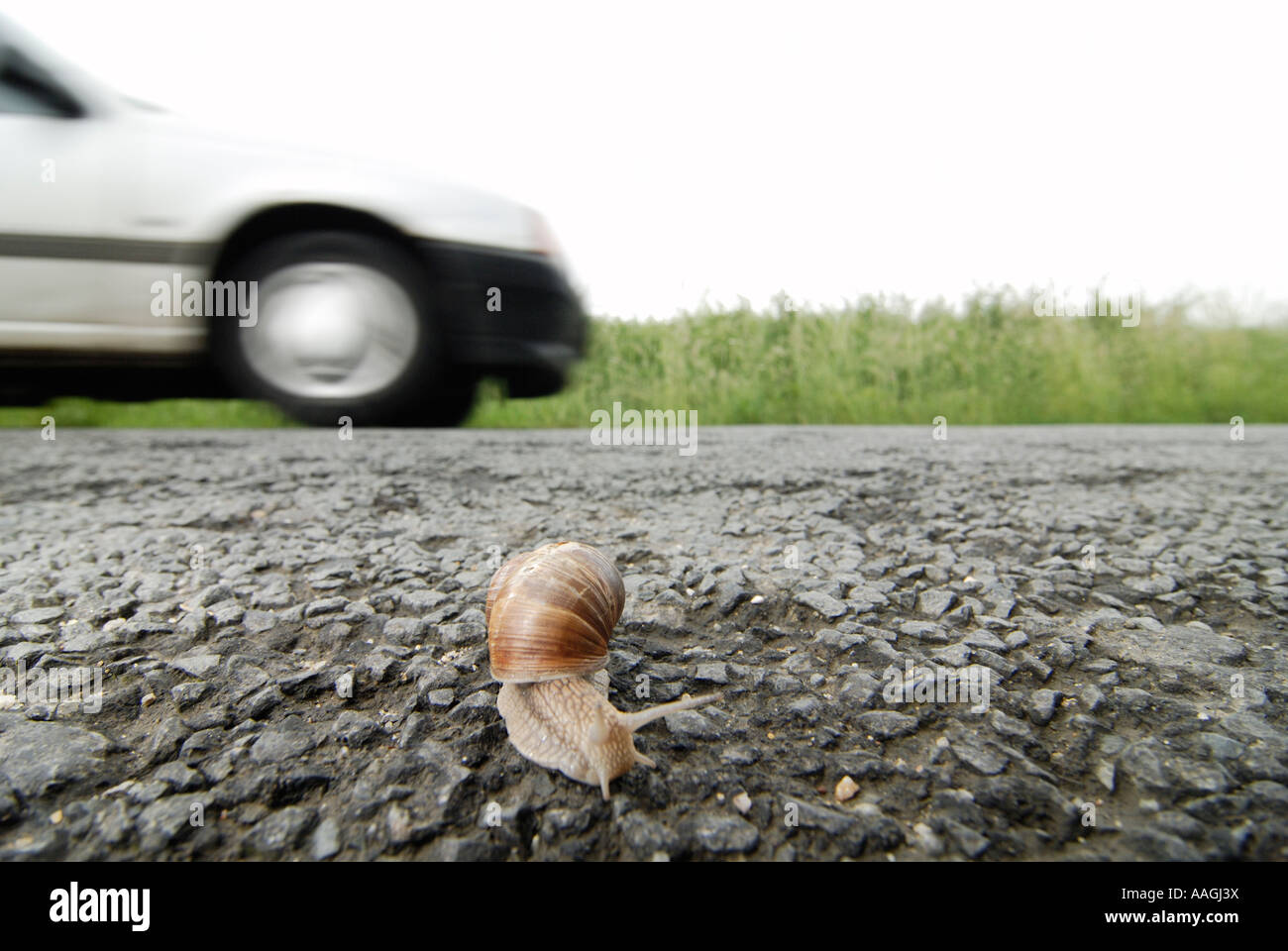 Danger on the road Helix aspersa Europe and car Stock Photo - Alamy