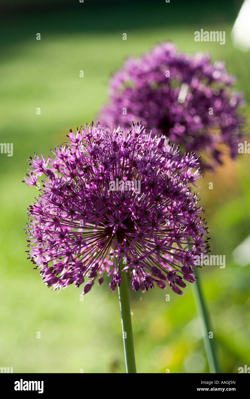 Allium flowers in a mixed border Stock Photo - Alamy