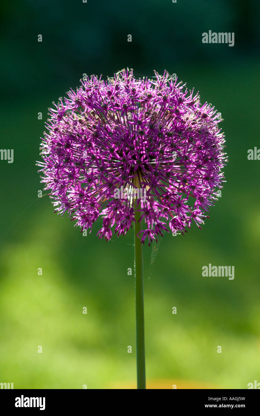 Edit soil spring hi-res stock photography and images - Alamy