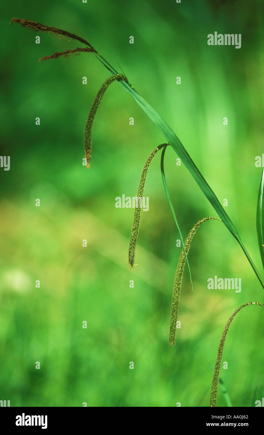 Hanging Sedge High Resolution Stock Photography and Images - Alamy