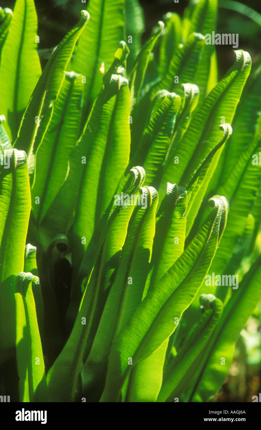 Dense patch hi-res stock photography and images - Alamy