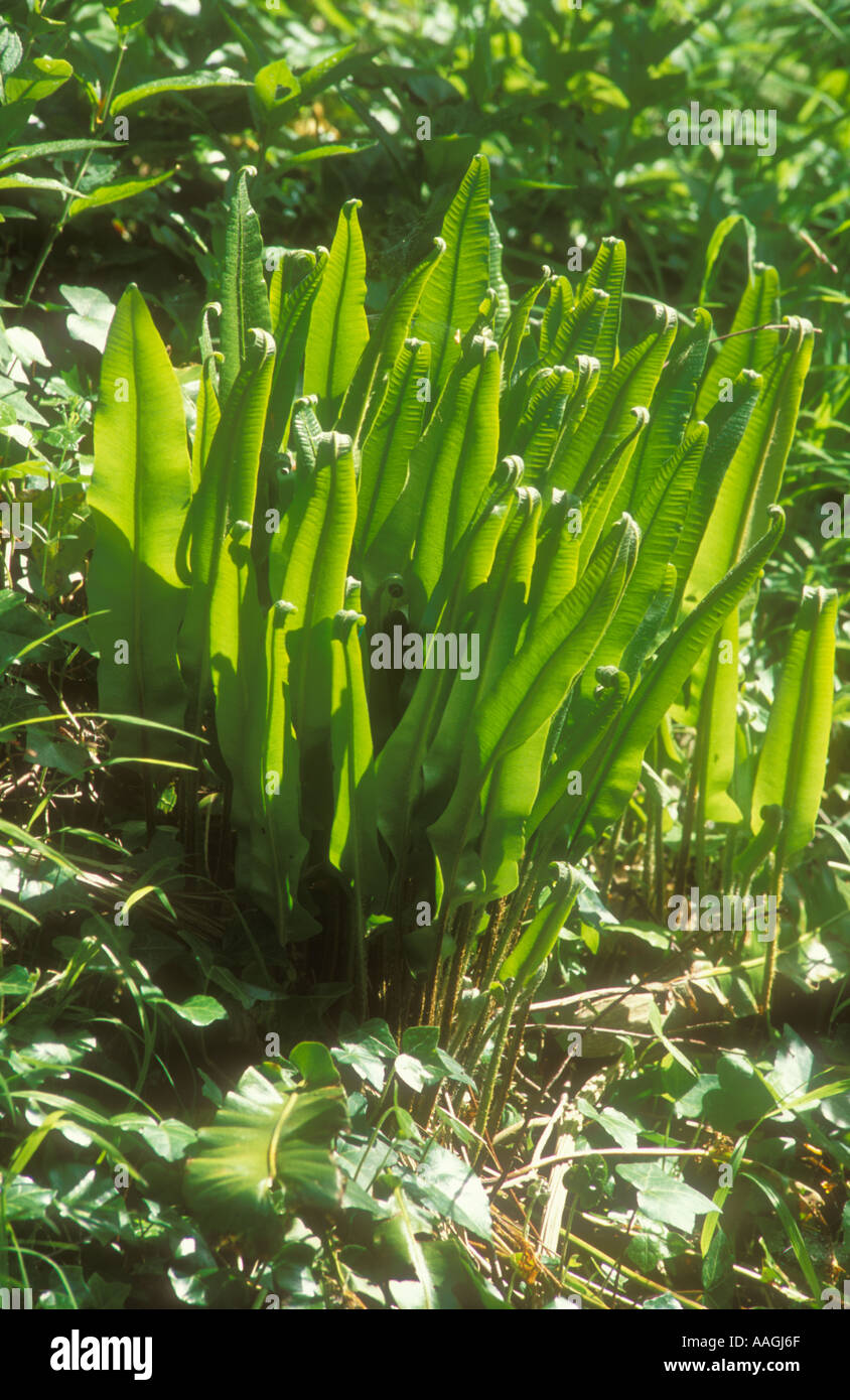 Dense patch hi-res stock photography and images - Alamy