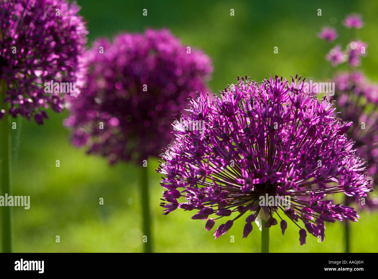 Alliums grow in a mixed border Stock Photo - Alamy