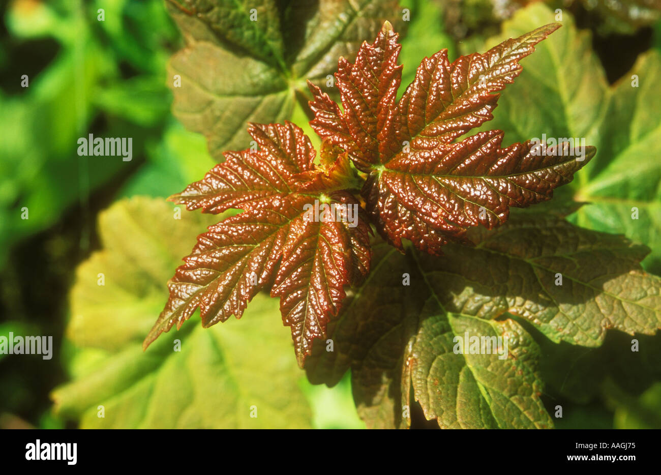 Red maple tree seedling hi-res stock photography and images - Alamy
